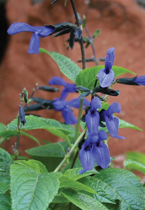 Guide to Salvia guaranitica ‘Black and Blue’ - AmeriNursery.com