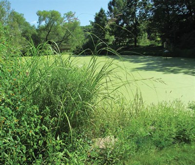 GRASSES FOR WET SITES - AmeriNursery.com