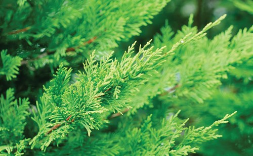 Using Evergreens to Create Fences for Privacy - AmeriNursery.com