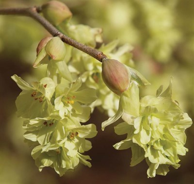 CAPTIVATING CORYLOPSIS - AmeriNursery.com