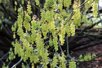 CAPTIVATING CORYLOPSIS - AmeriNursery.com
