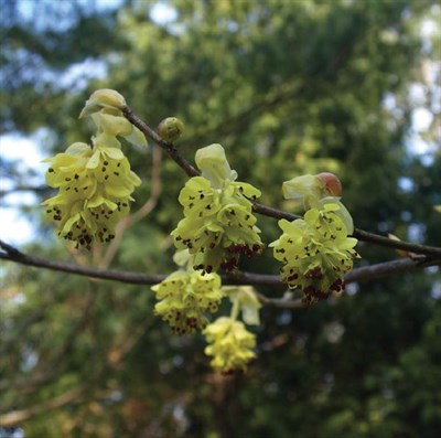 CAPTIVATING CORYLOPSIS - AmeriNursery.com
