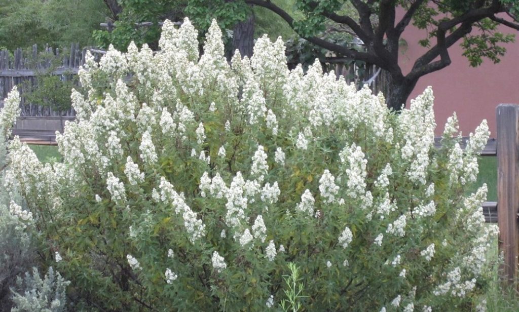 The Beauty of Waterwise Plants - AmeriNursery.com