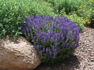 The Beauty of Waterwise Plants - AmeriNursery.com