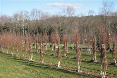 GETTING TO THE ROOTS: PRODUCTION EFFECTS ON TREE ROOT GROWTH AND ...