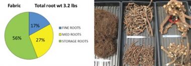GETTING TO THE ROOTS: PRODUCTION EFFECTS ON TREE ROOT GROWTH AND ...