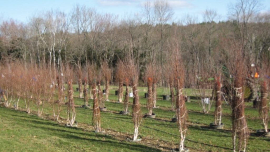 GETTING TO THE ROOTS: PRODUCTION EFFECTS ON TREE ROOT GROWTH AND ...