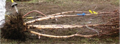 GETTING TO THE ROOTS: PRODUCTION EFFECTS ON TREE ROOT GROWTH AND ...