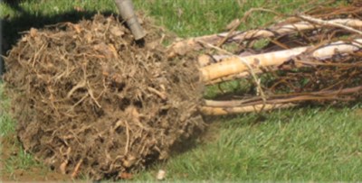 GETTING TO THE ROOTS: PRODUCTION EFFECTS ON TREE ROOT GROWTH AND ...