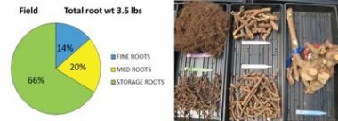 GETTING TO THE ROOTS: PRODUCTION EFFECTS ON TREE ROOT GROWTH AND ...
