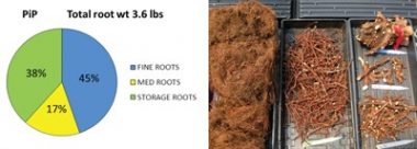 GETTING TO THE ROOTS: PRODUCTION EFFECTS ON TREE ROOT GROWTH AND ...