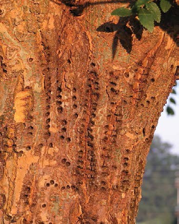 WATCHING FOR SAPSUCKER INJURY - AmeriNursery.com