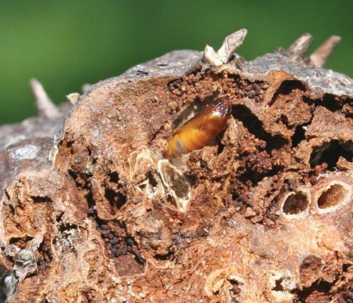 INSECT AND MITE GALLS: MYTHS AND MISCONCEPTIONS - AmeriNursery.com