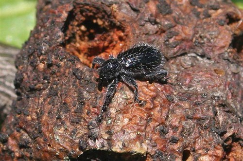 INSECT AND MITE GALLS: MYTHS AND MISCONCEPTIONS - AmeriNursery.com