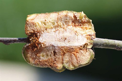 MANAGING GALLS - AmeriNursery.com