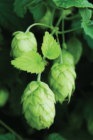 HUMULUS LUPULUS - AmeriNursery.com