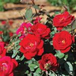 TOP PERFORMING PERENNIALS - AmeriNursery.com