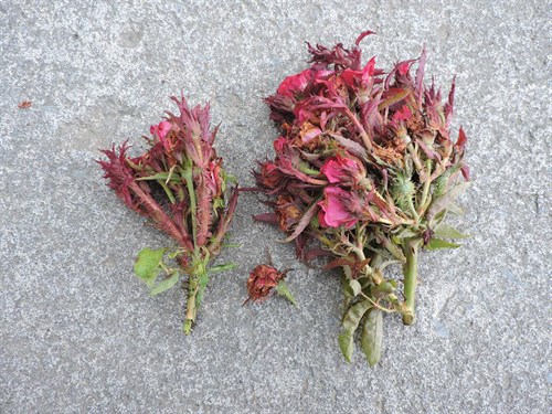 STAYING AHEAD OF ROSE ROSETTE DISEASE - AmeriNursery.com