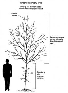 PROPER PRODUCTION PRUNING - AmeriNursery.com