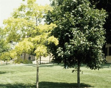 DIAGNOSING MINERAL NUTRIENT DISORDERS - AmeriNursery.com
