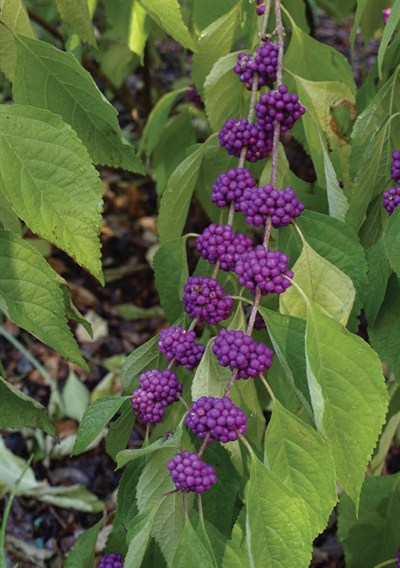 COLORFUL CALLICARPA - AmeriNursery.com