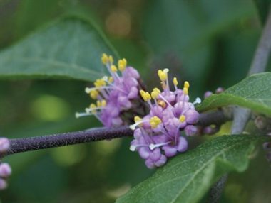 COLORFUL CALLICARPA - AmeriNursery.com