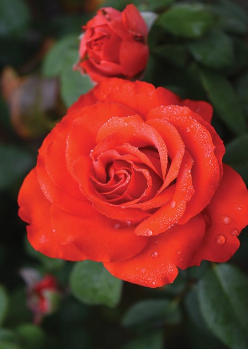 American Rose Trials for Sustainability Introduces its First Winning ...