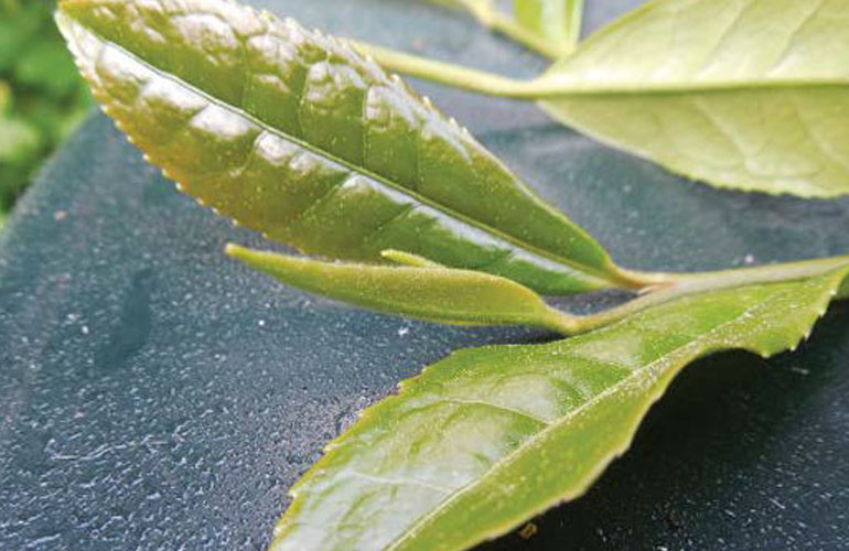 Camellia Sinensis Camellia Sinensis (L.) Kuntze | Species