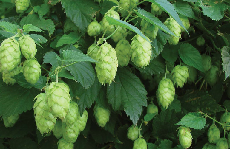 HUMULUS LUPULUS - AmeriNursery.com