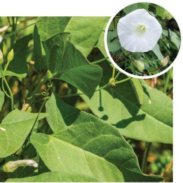 5 Stubborn Weeds that Resemble Wildflowers - AmeriNursery.com