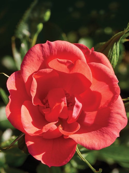 American Rose Trials for Sustainability Introduces its First Winning ...