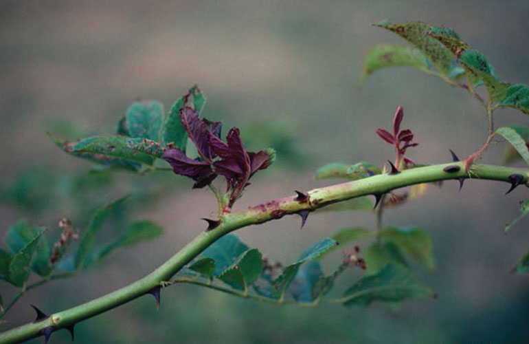 KEEPING TRACK OF ROSE ROSETTE DISEASE - AmeriNursery.com