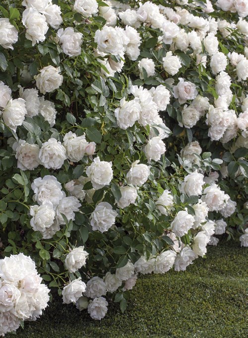 American Rose Trials for Sustainability Introduces its First Winning ...