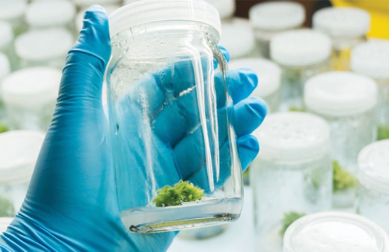 Tissue Culture Propagation Tips - AmeriNursery.com